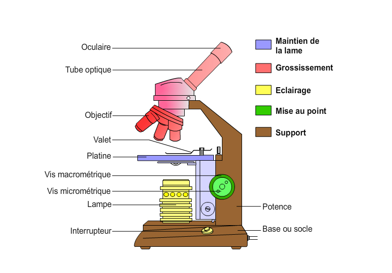 Travail en classe CM2